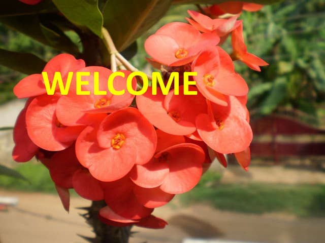 Types of injection | PPTX