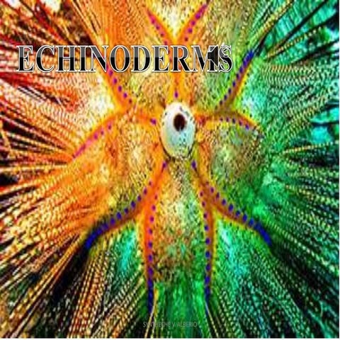 Lecture 10 echinodermata | PDF