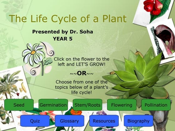 Plant structure and function powerpoint | PPT