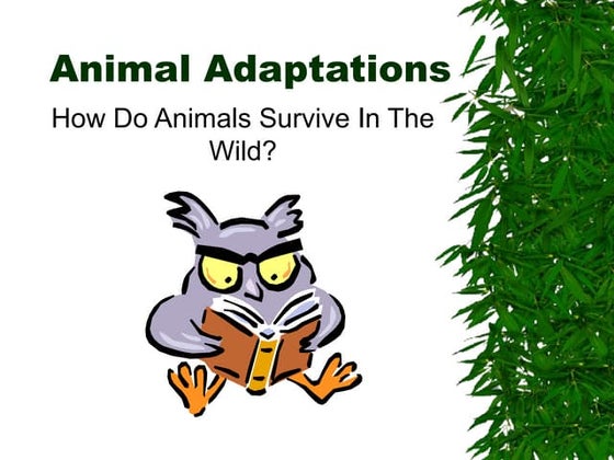 Animal adaptations introduction | PPTX | Reptiles | Pets