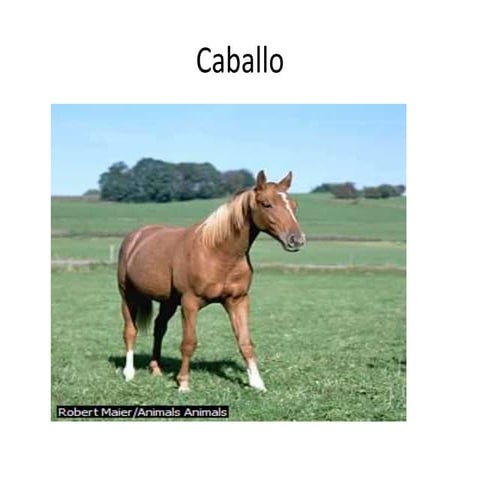 Los animales de la granja | PPTX