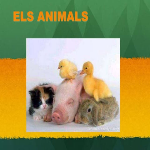 Powerpoint animals | PPTX