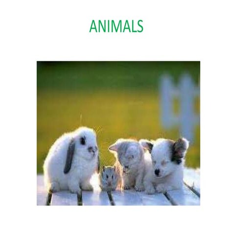 Power point animals | PPTX | Large Animals | Pets