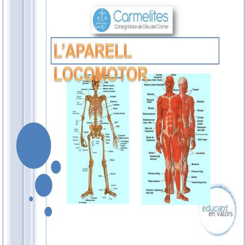 Power point aparell locomotor | PPTX