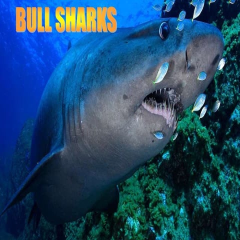 Power point bull sharks | PPT