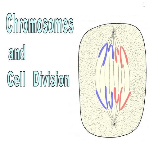 Powerpoint chromosomes, mitosis | PPT
