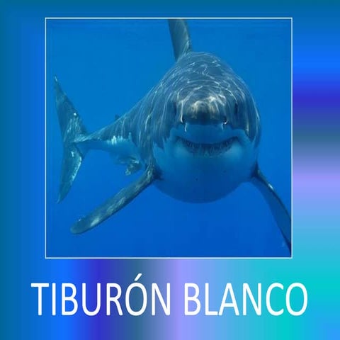Tiburones | PPT