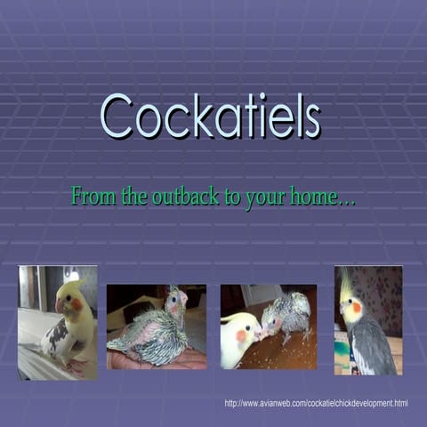Mrs. Reed's Example | PPT