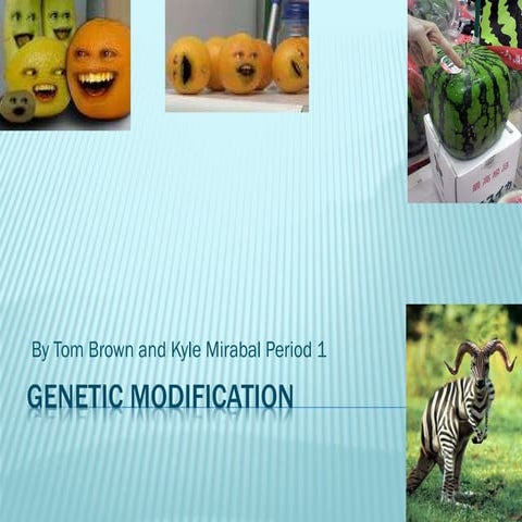 Genetics - Using The Punnett Square | PPT