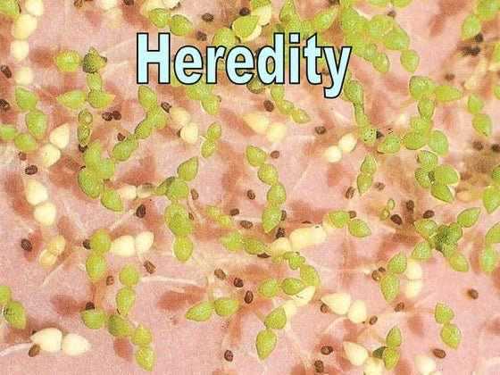 GENETICS 9 science 9 grade 9 curriculum.pptx | Genetics | Science