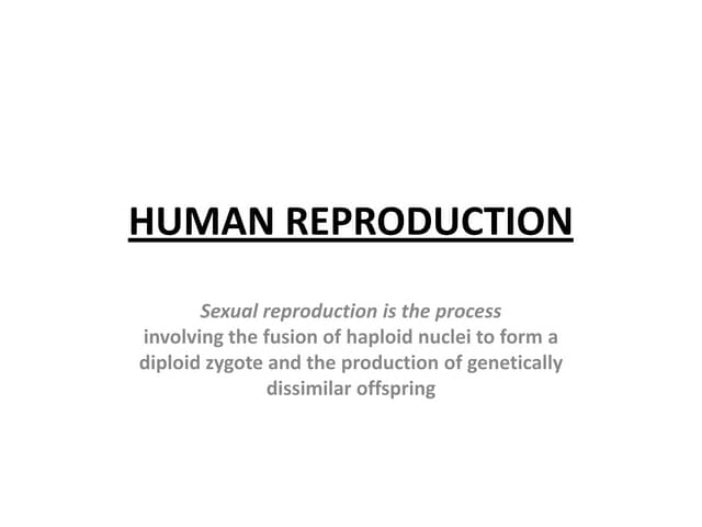 Reproductive System | PDF