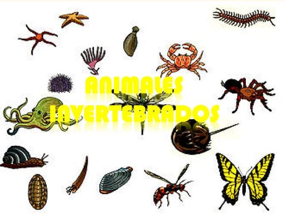 FICHA 4TO VERTEBRADOS E INVERTEBRADOS.pdf