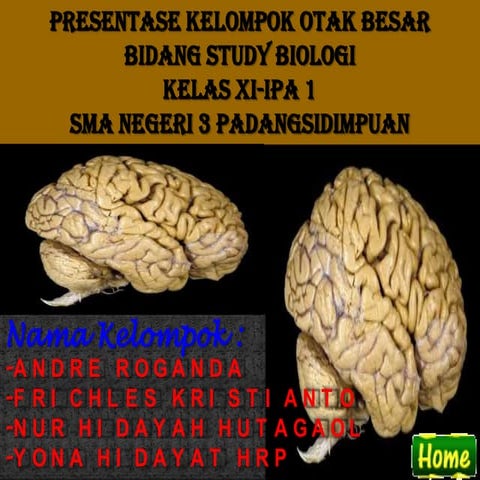 Power point kelompok 2 otak besar | PPTX