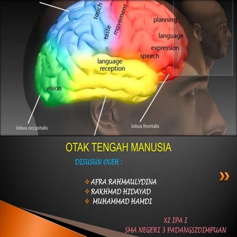 Power point kelompok otak tengah (mesencephalon atau mid brain) | PPT