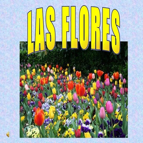 Power point las flores | PPT