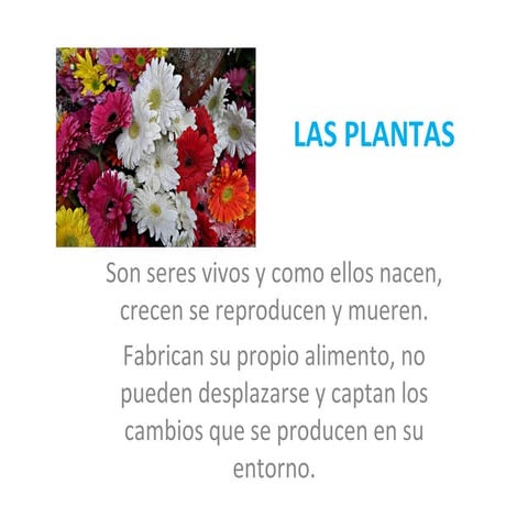 Las plantas | PPT