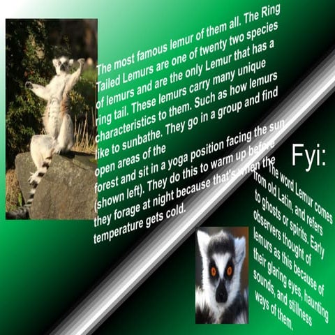 Powerpoint lemur | PPTX | Reptiles | Pets