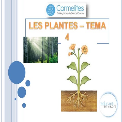 Power point les plantes | PPTX