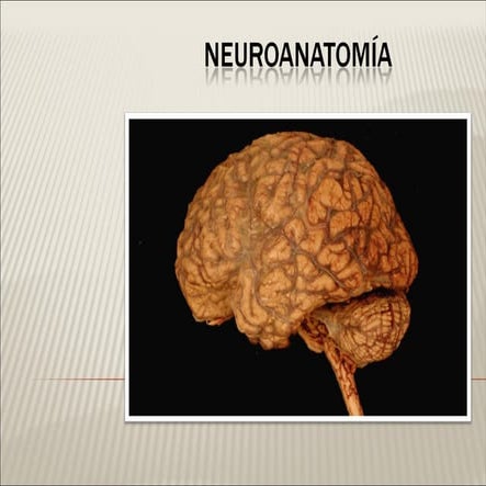 Homúnculo cortical o de Penfield. corteza motora y somatosensorial.pptx