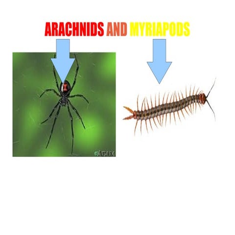 ARACHNIDS AND MYRIAPODS | ODP