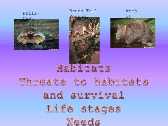 Austrailian animals presentation | PPTX