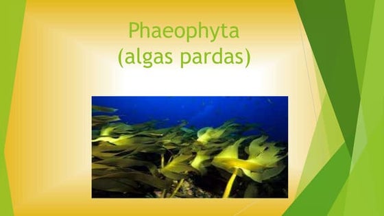 Phaeophyta | PDF
