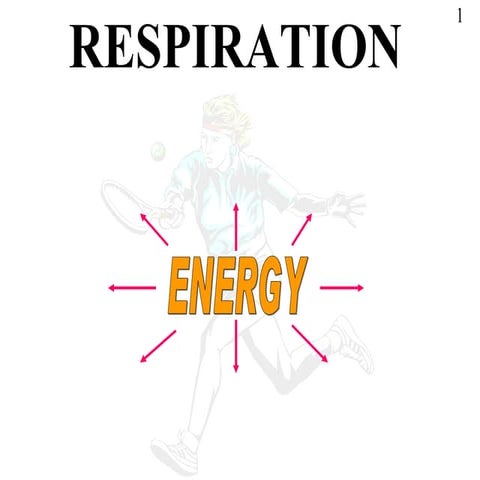 Powerpoint respiration | PPT