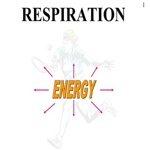 Powerpoint respiration copy | PPT