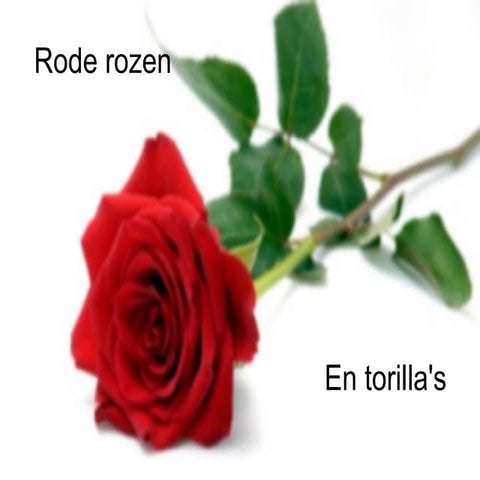 Lectuurtaak Nederlands Rode Rozen en Tortilla's | PPT