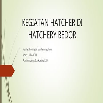 Powerpoint rosihatull HATCHERY | PPTX