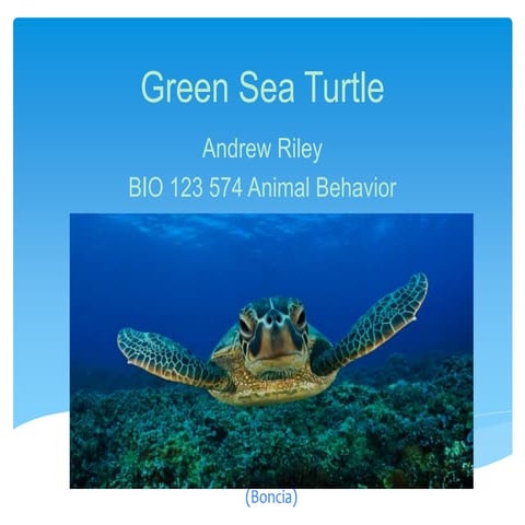 Cayman Turtle Centre: Exploring the Life Cycle of Green Sea Turtles | PPTX