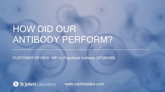 Antibody internalization asasay | PDF