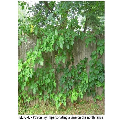 'Poison Ivy in Pennsylvania' slideshow | PPT