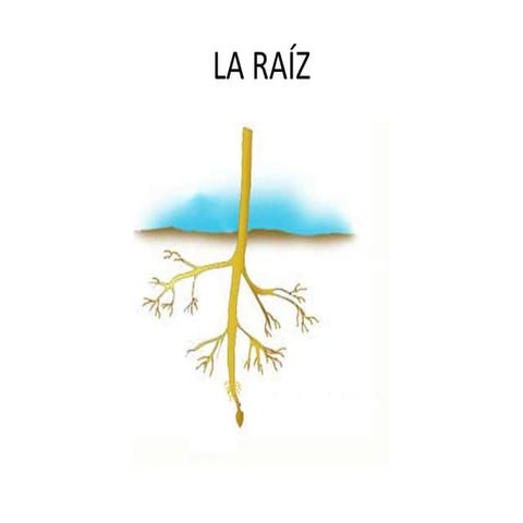 Power raiz | PPTX