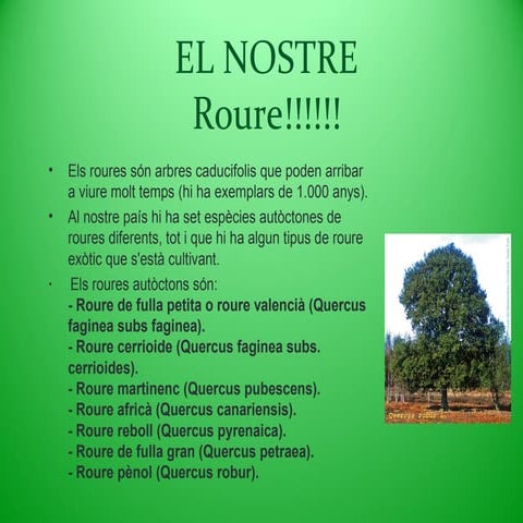 El roure | PPT