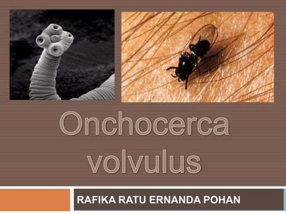 Onchocerca volvulus | PPTX
