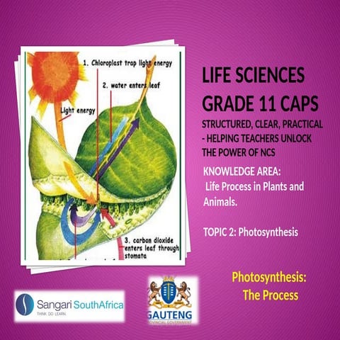 Photosynthesis:organelle-process-adaptation.pptx
