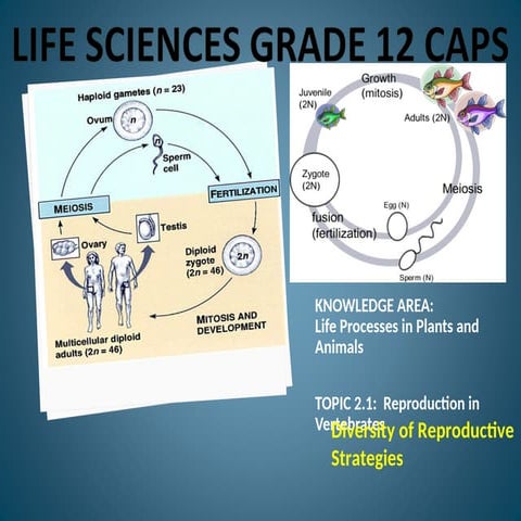 PP4_Diversity_of_reproductive_strategies.ppt