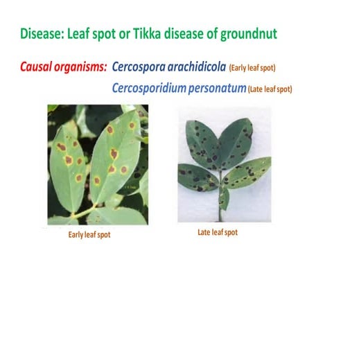 LEAF SPOT OR TIKKA DISEASE OF GROUNDNUT | PDF
