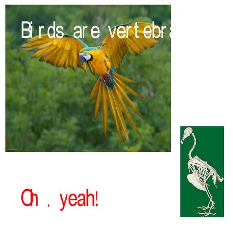Pp birds | PPT