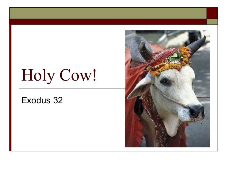 Holy Cow