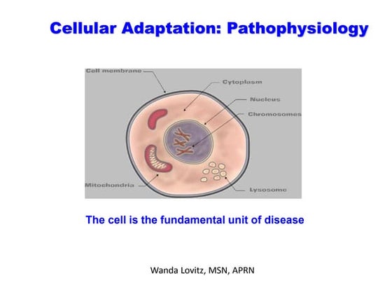 Cell injury and Cellular Adaptation: Pathology | PPTX | Biological ...