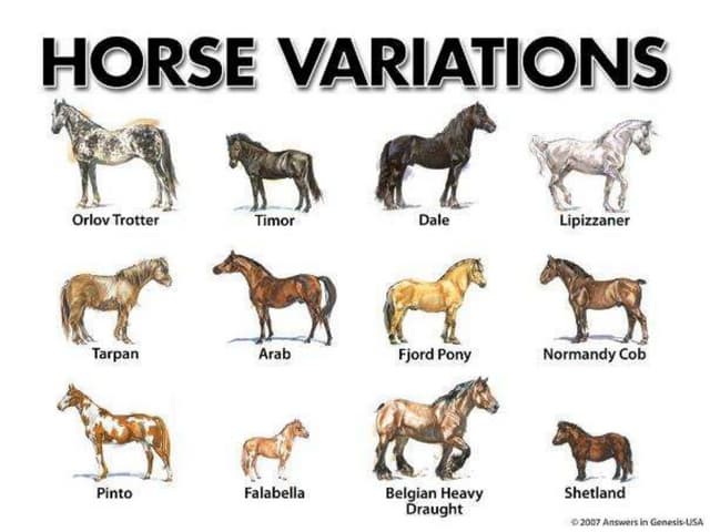 Horse Basics 101 - Breeds | PPTX