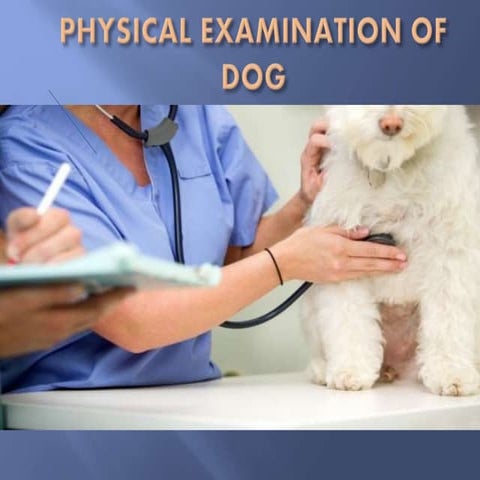 Physical examination of the dogs | PPTX