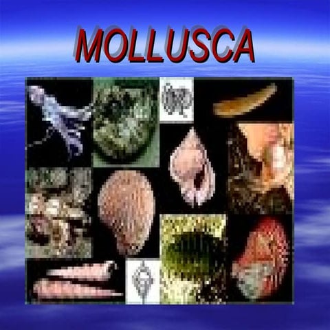 pp molusca klasifikasi makhluk hidup biologi | PPT