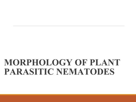 Nematode Excretory System: Structure & Significance By SUNDUS SUHAIL | PPT