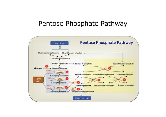 PENTOSE PHOSPHATE PATHWAY | PPT