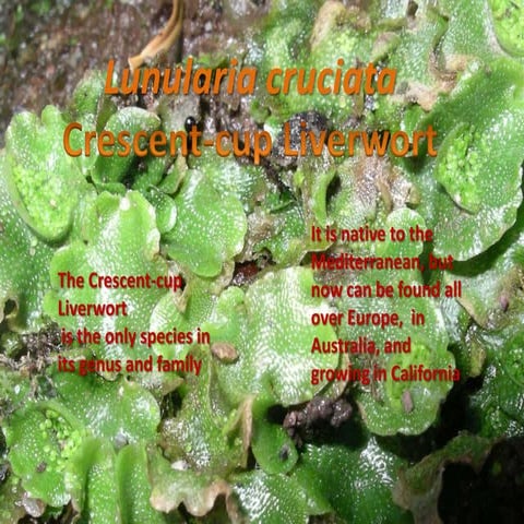 Plantae Example Organisms | PPTX