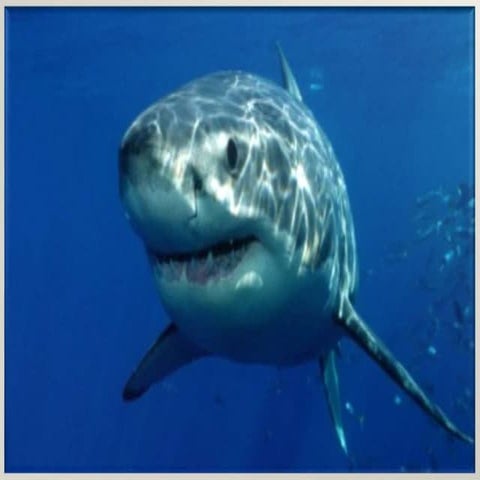 shark wow | PPTX