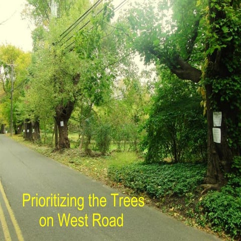 West Road Trees | PPT
